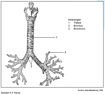 BLOG BIOLOGI B 2011: Organ Respirasi pada Manusia