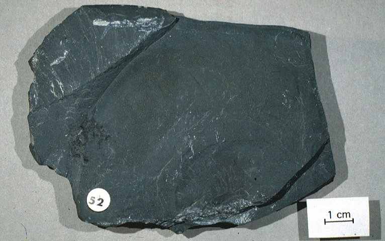 Lutita (Shale) - Roca