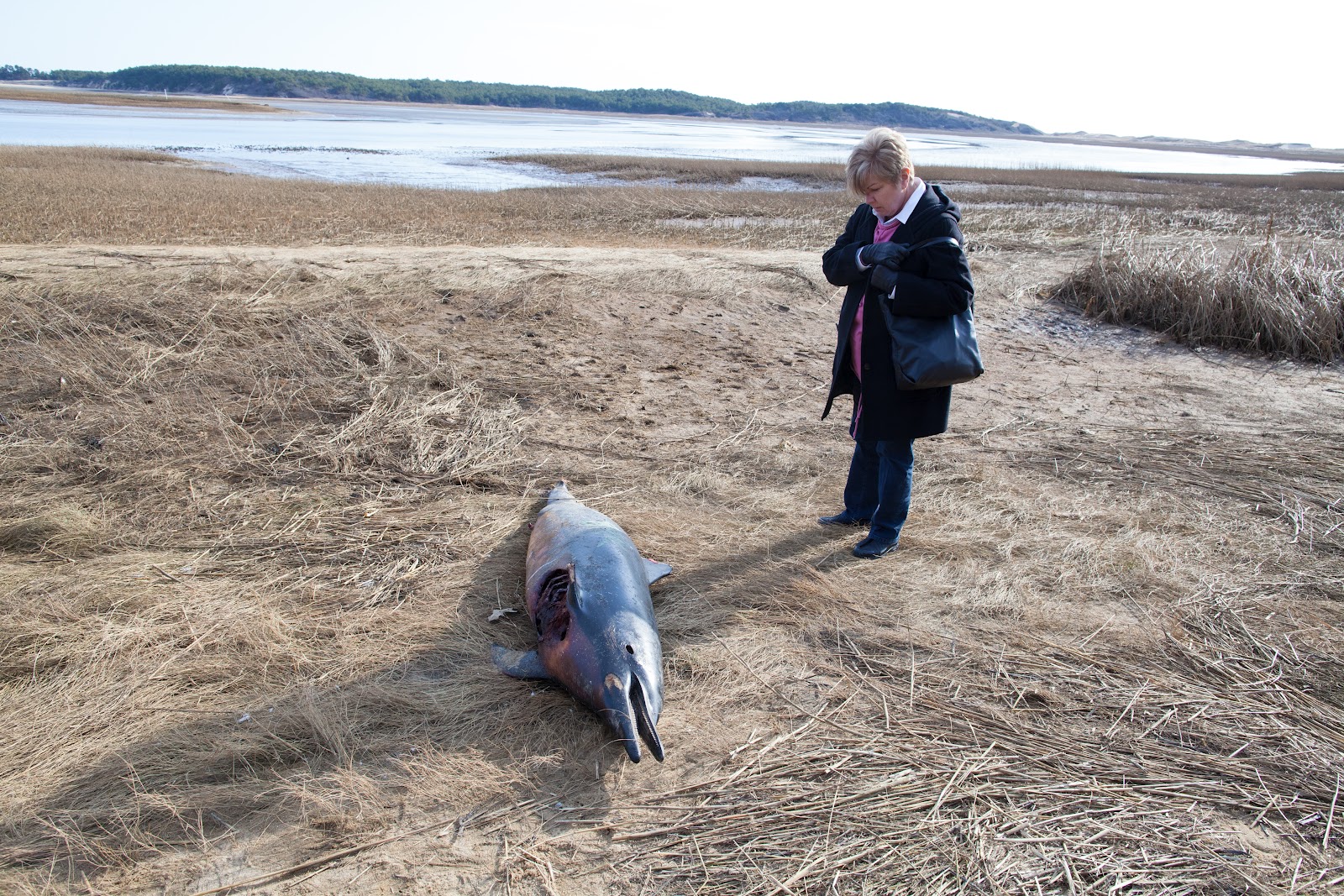 Courtney Sacco Photography: Dolphins Stranded on Cape Cod