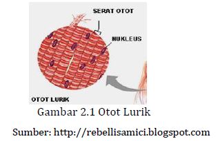 Materi Otot Manusia Mapel Biologi kelas 11 SMA/MA - Bospedia
