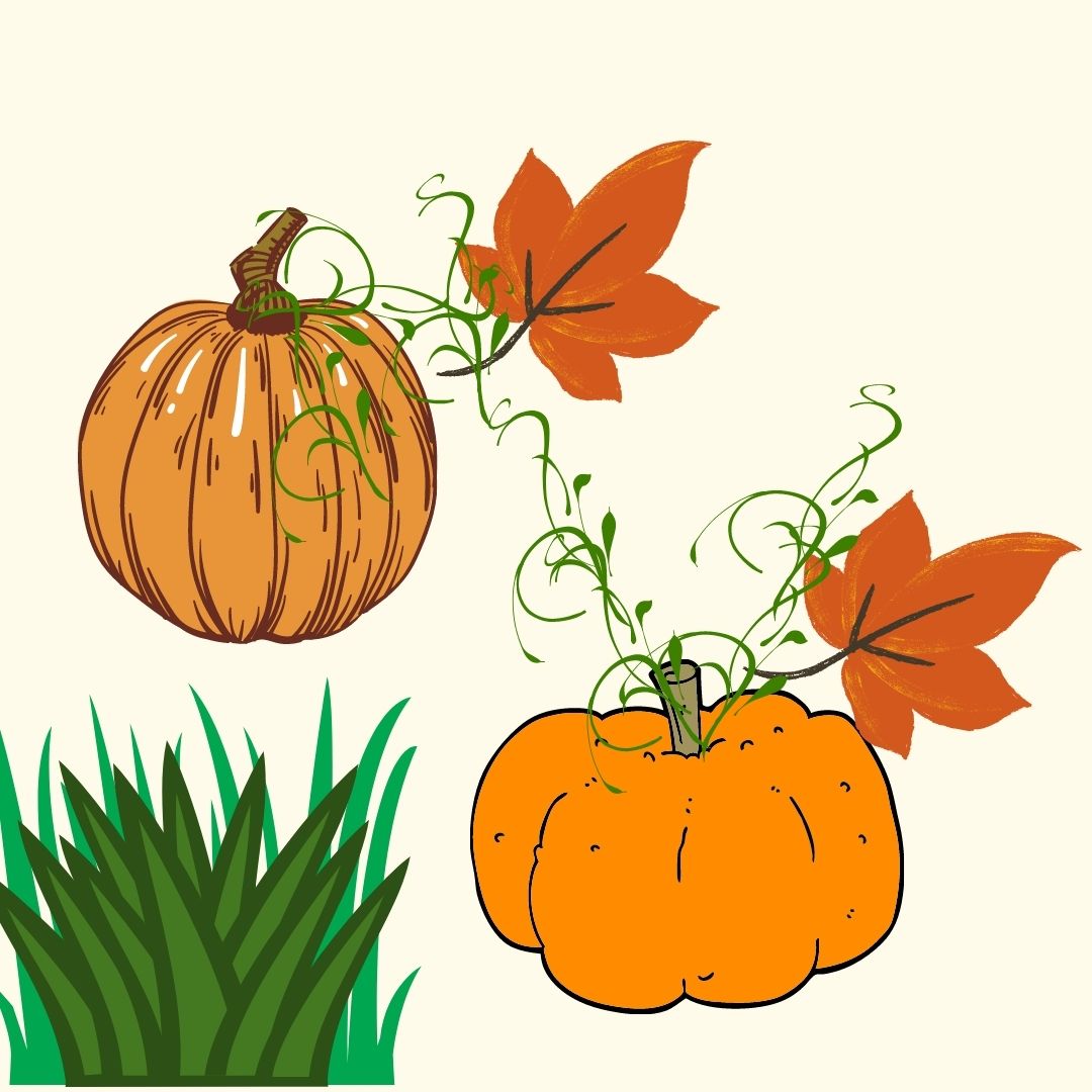 pumpkin - photosynthesis