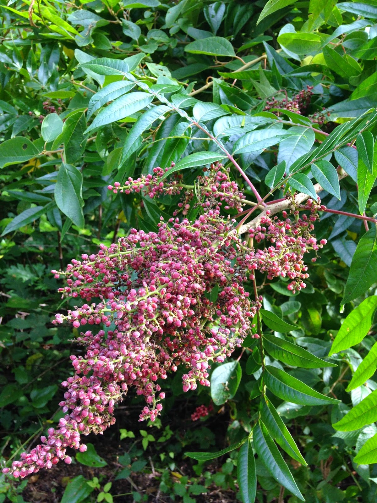 Artemis in the Wilderness