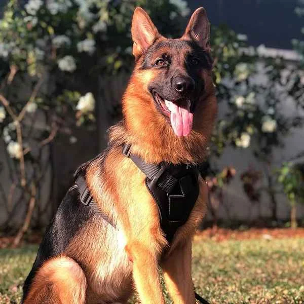 The Top 10 Smartest Dog Breeds