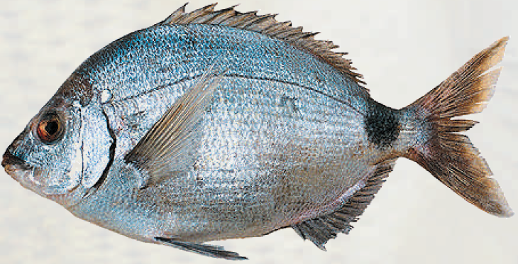 Artes de Pesca: VAMOS A PESCAR SARGO PLATEADO DE AMÉRICA DEL SUR