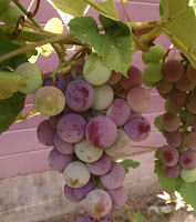 Life In My Father's World: Grapes Grace and Glory
