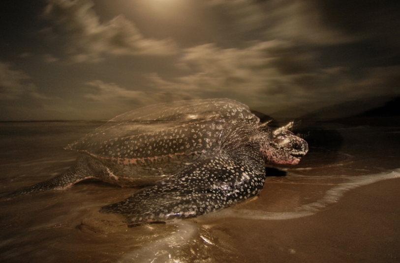 Mrs. Yollis' Classroom Blog: National Geographic Live: Brian Skerry