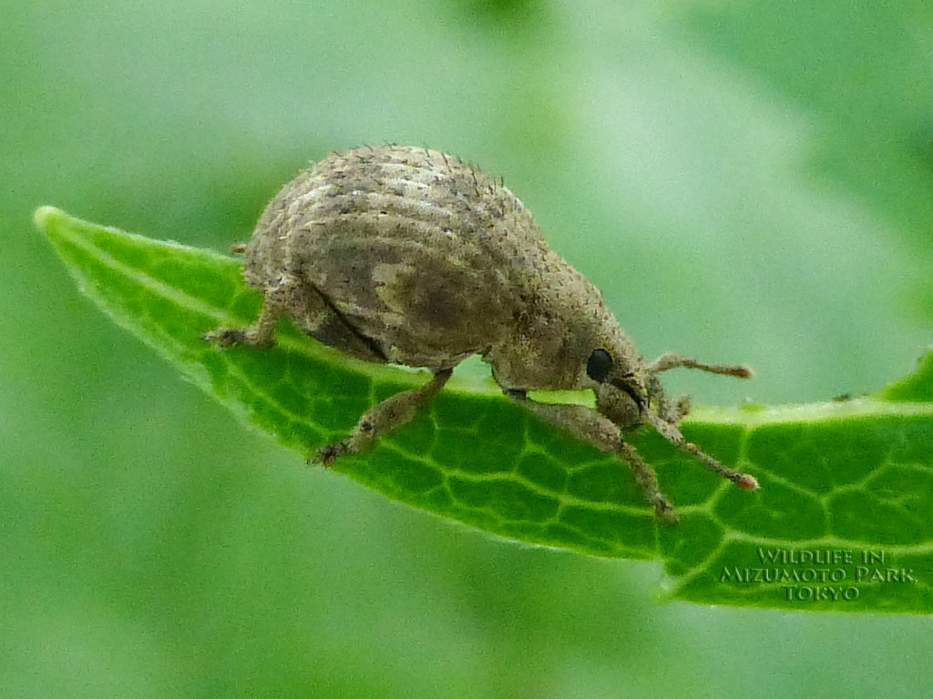 スグリゾウムシ Twobanded Japanese Weevil-水元公園の生き物