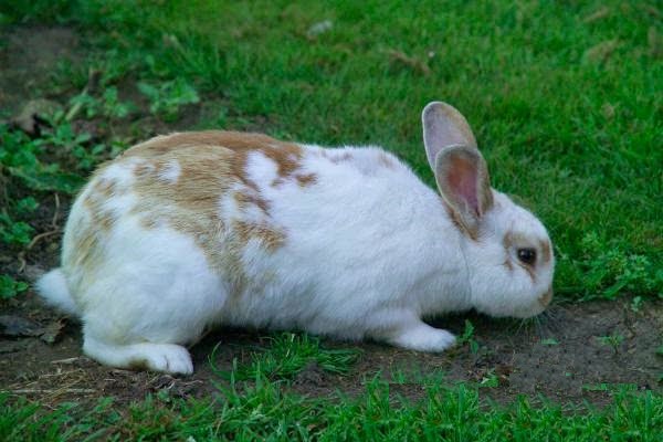 Si e humbi Lepuri bishtin (Përrallë)