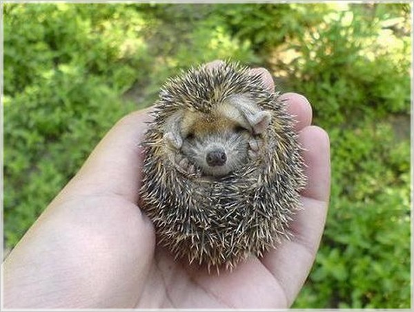 BAMBINO: BEBE HERISSON