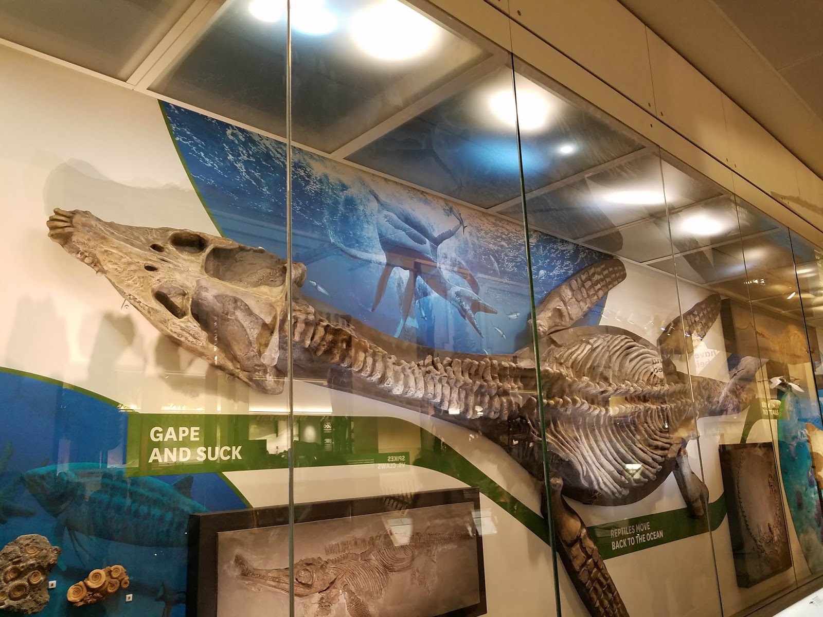 [Explore DC] NOW OPEN! David H. Koch Hall of Fossils -- Deep Time ...