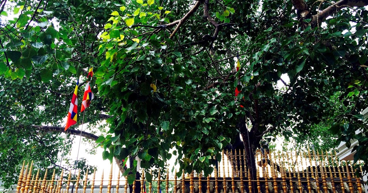 The Intercontinental Gardener: Jaya Sri Maha Bodhi - the most sacred of ...