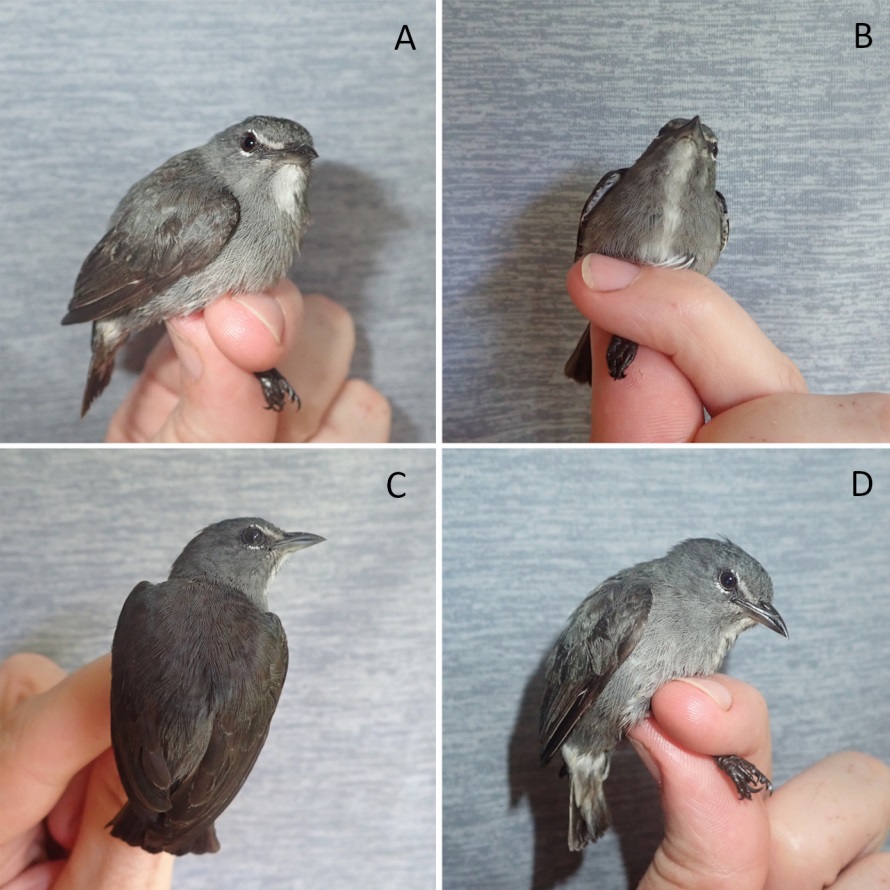 Species New to Science: [Ornithology • 2019] Dicaeum dayakorum ...