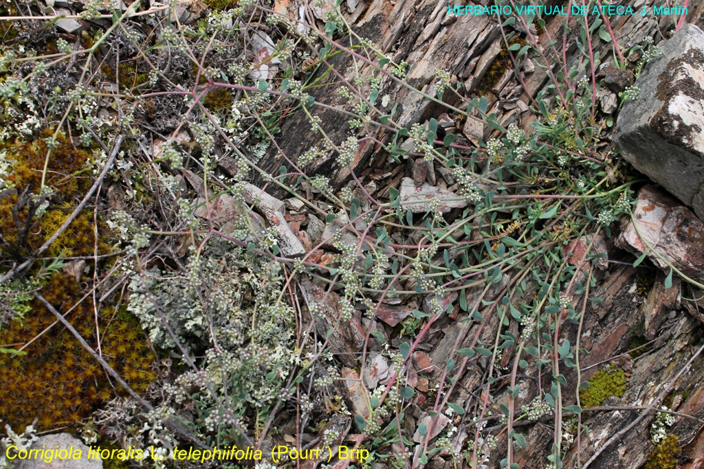 Flora silvestre de Ateca: Corrigiola litoralis subsp. telephiifolia ...