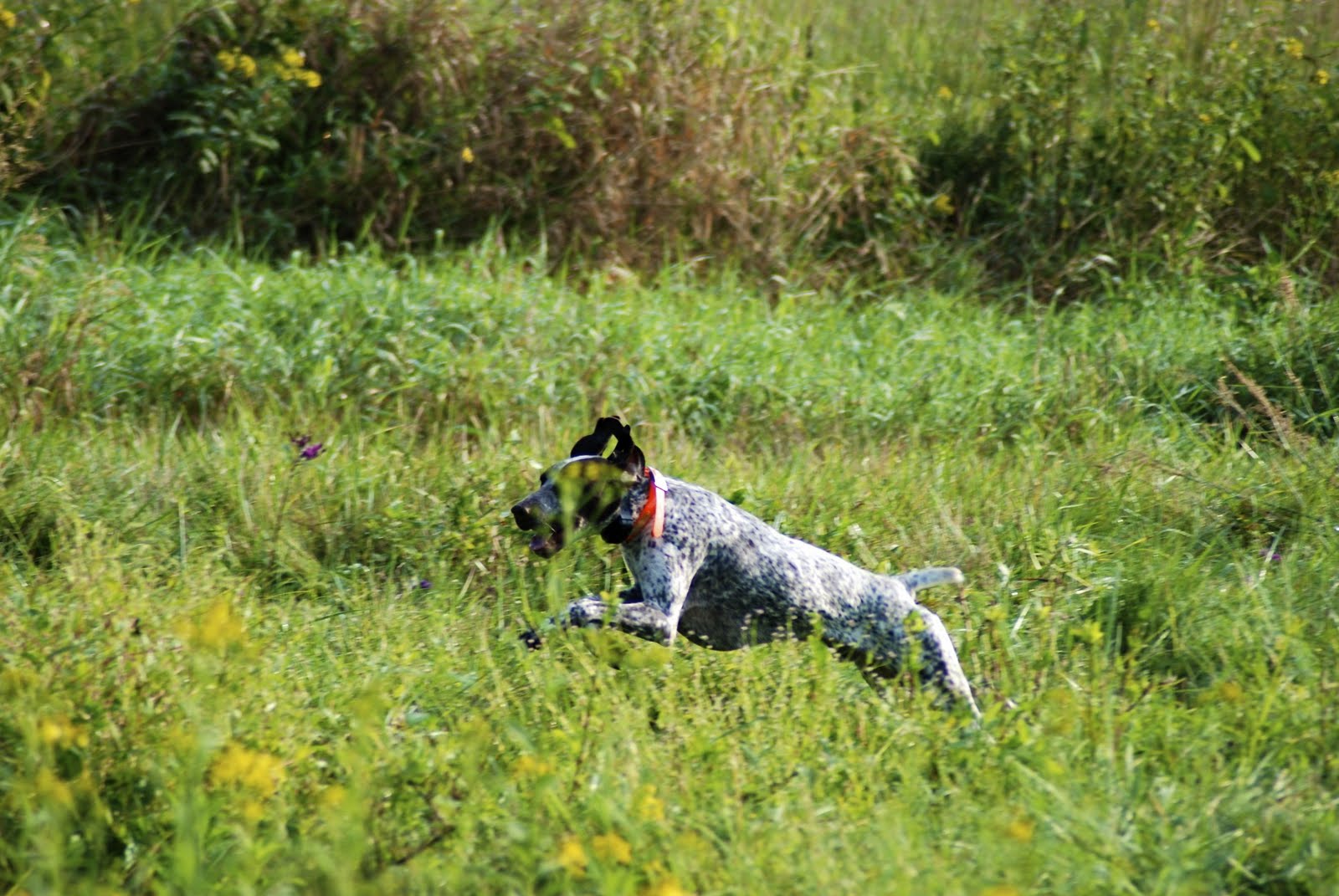 Adventures of a GSP Hunting Dog: Bird Dog Road Trip!!