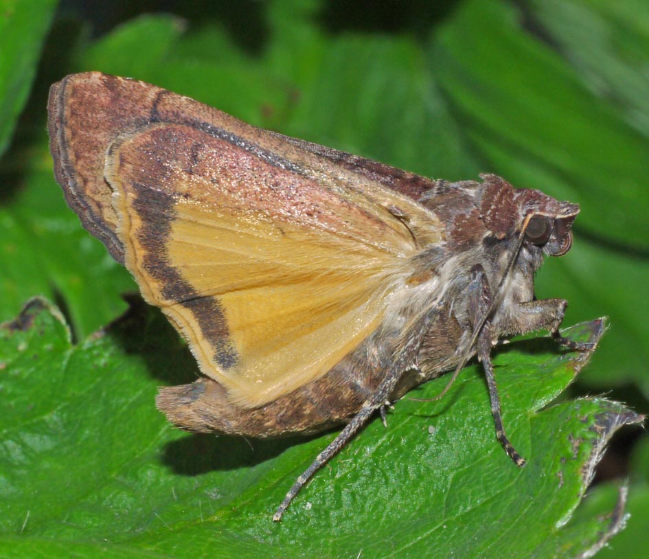 CABINET OF CURIOSITIES: Newly-minted large yellow underwing moth