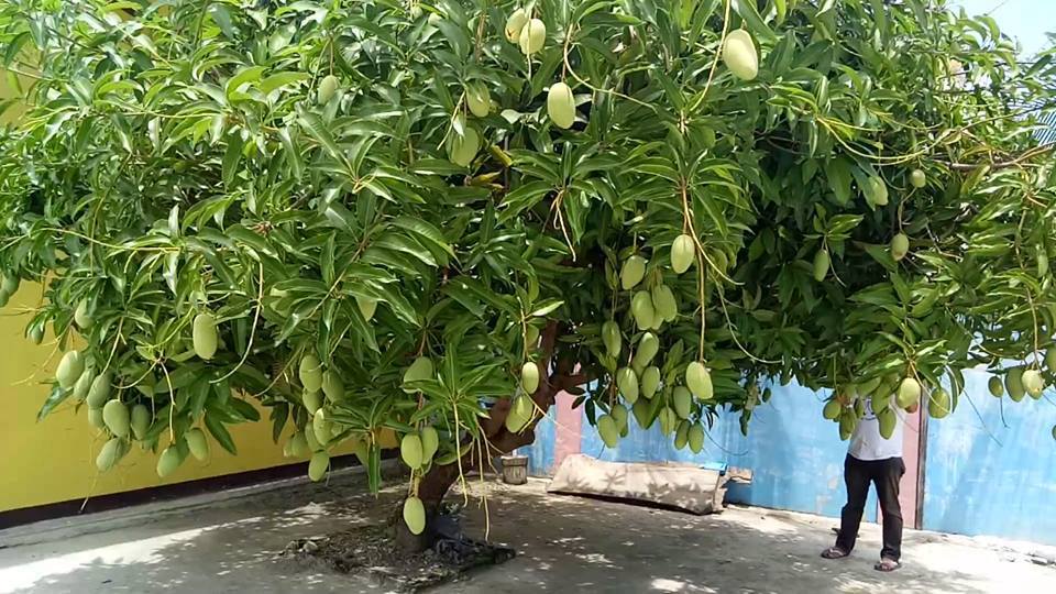 Ang Sweet Catimon Mango