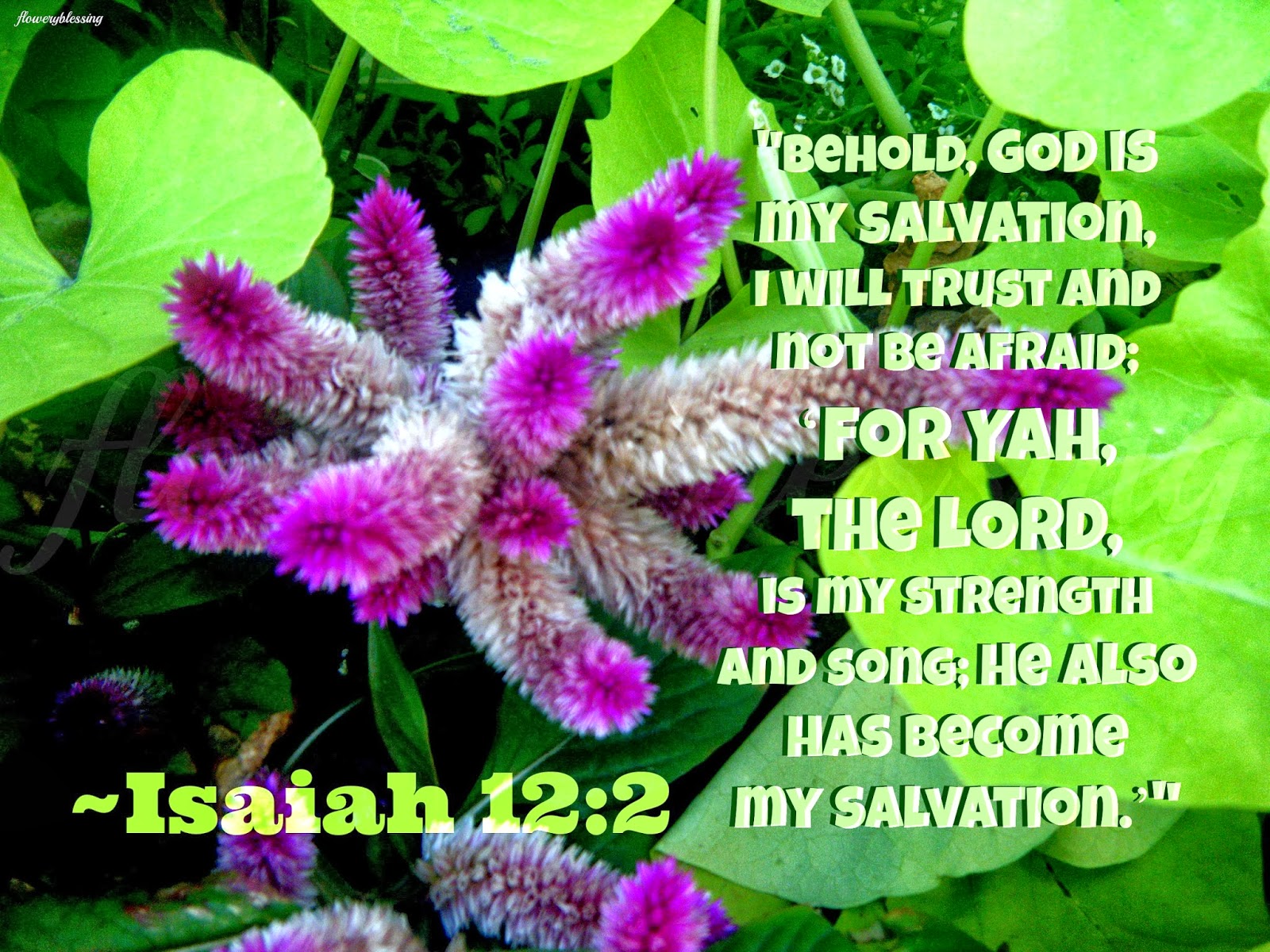 Flowery Blessing: "Behold, GOD is my salvation, I will trust and not be ...