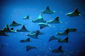 Types of Migration in fishes and factors influencing migration - A ...