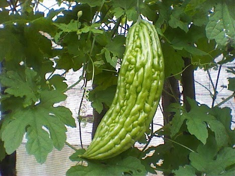 Manfaat Pare Untuk Kesehatan dan Kandungannya - Info Kesehatan