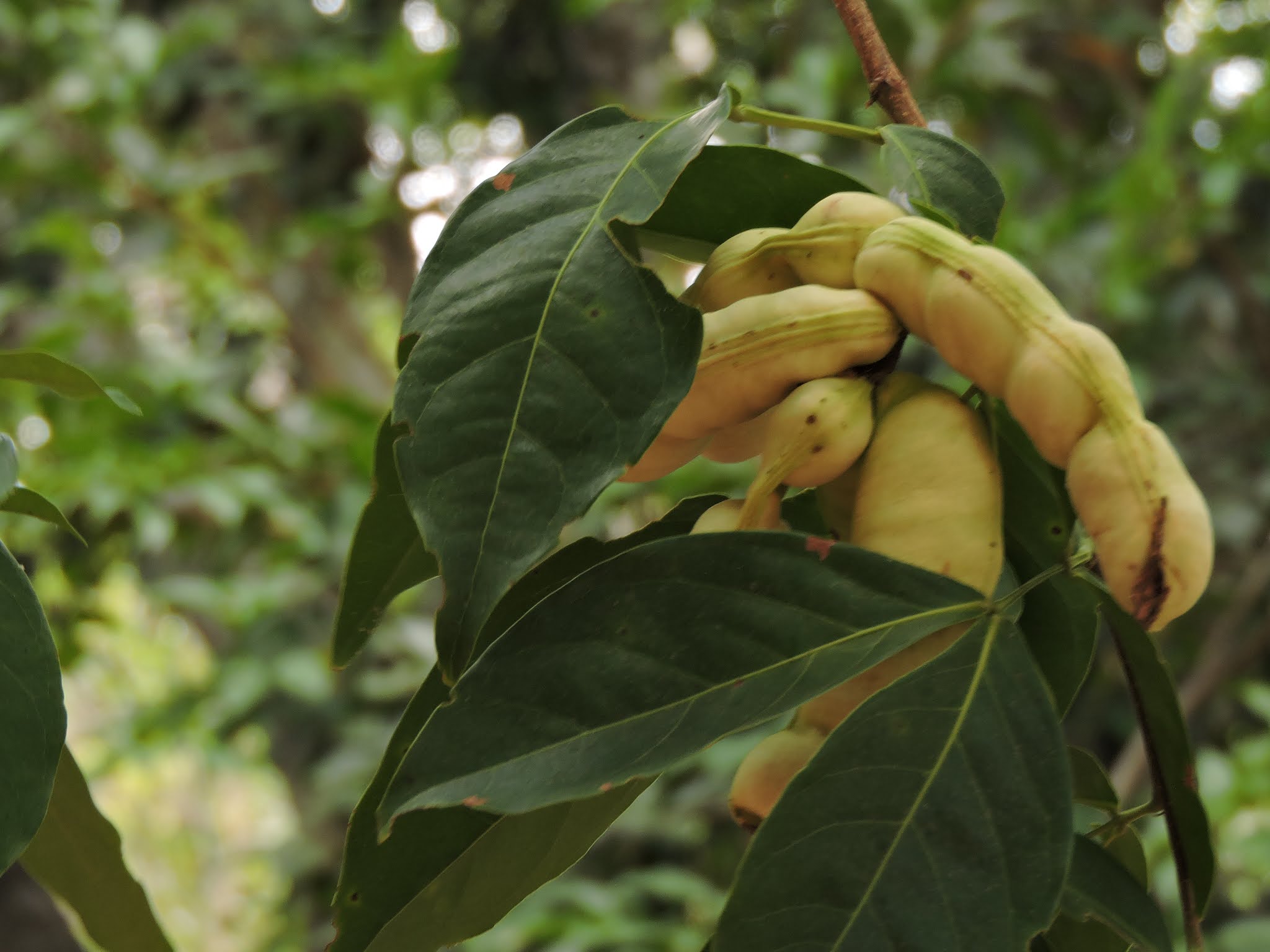 Fabaceae - Leguminosae no Brasil: Fabaceae - Inga laurina (Sw.) Willd ...