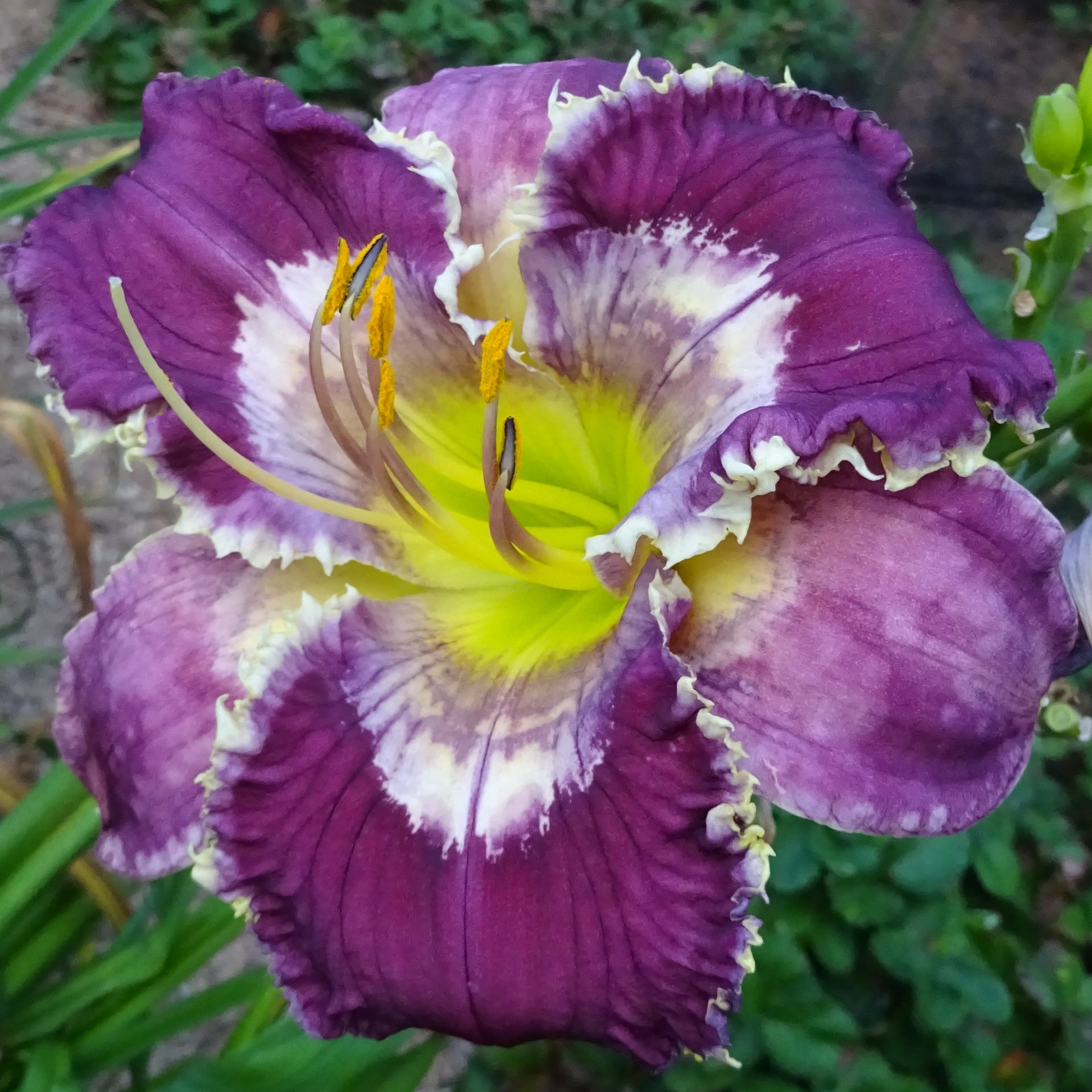 Lewis Daylily Garden: An interview with our friend, Ron Reimer