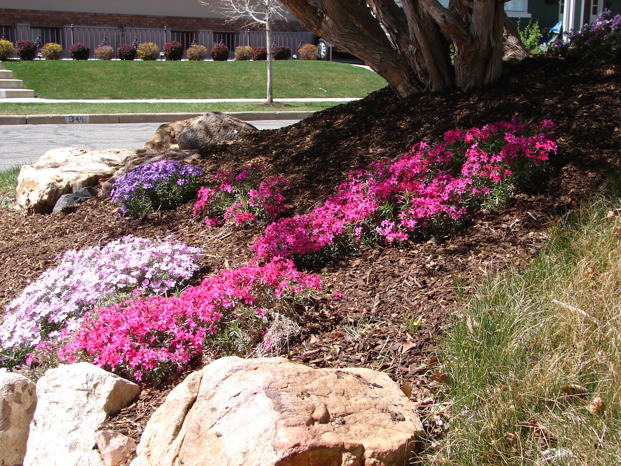 New Utah Gardener: Six Water-wise Ground Cover Plants For Utah Gardens ...