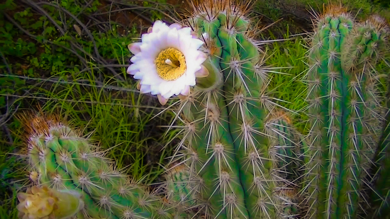 Xique-Xique (Pilocereus gounellei)