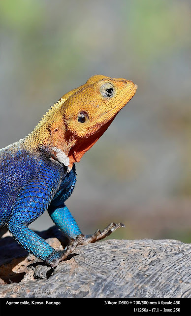 WILDLIFE GATEWAY: Les Agames des colons, ou Margouillat