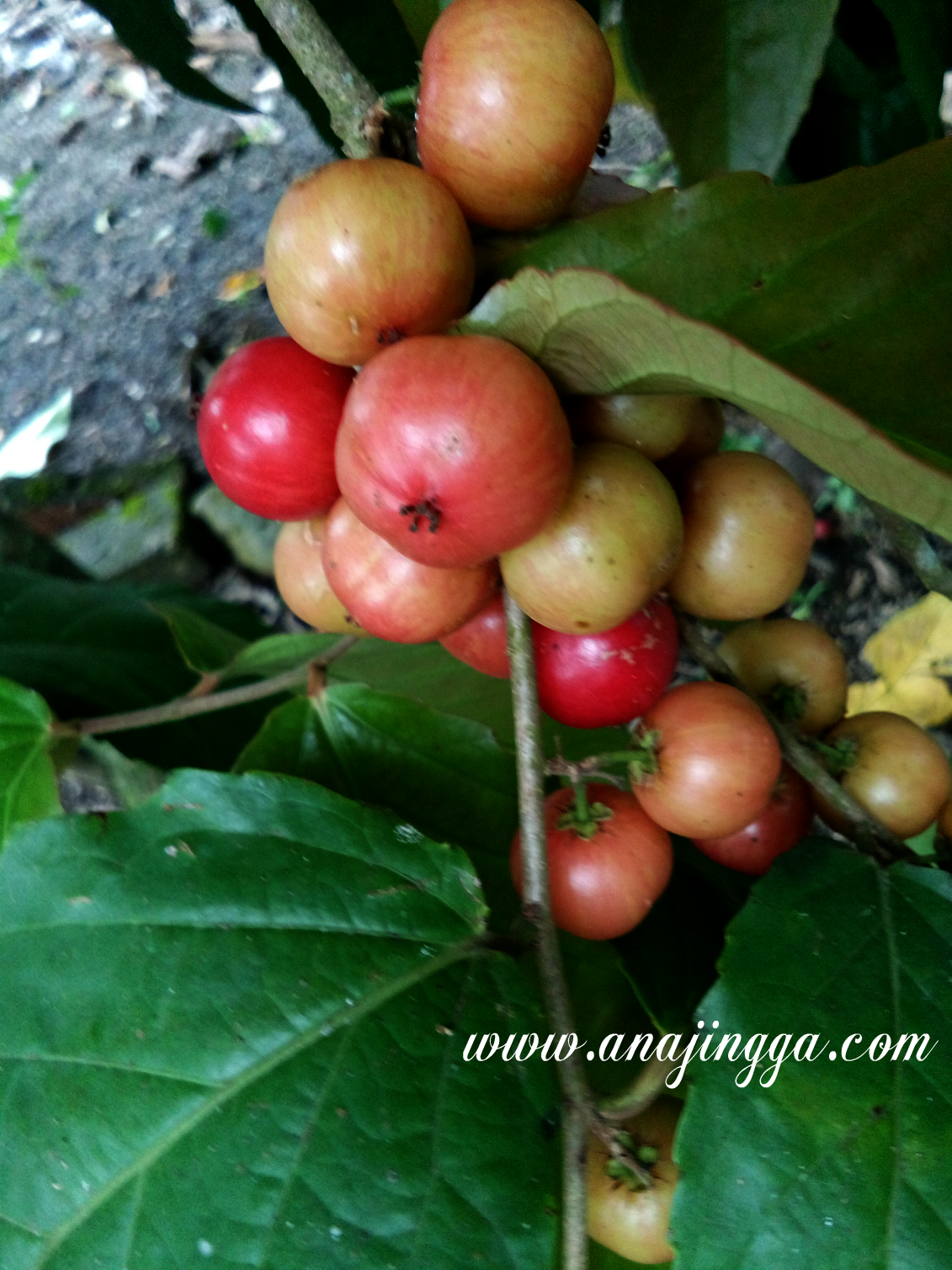 Buah Rokam Yang Jarang Ditemui