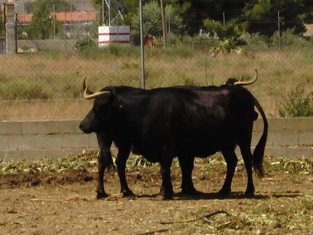 VILLENATURA: Bos taurus