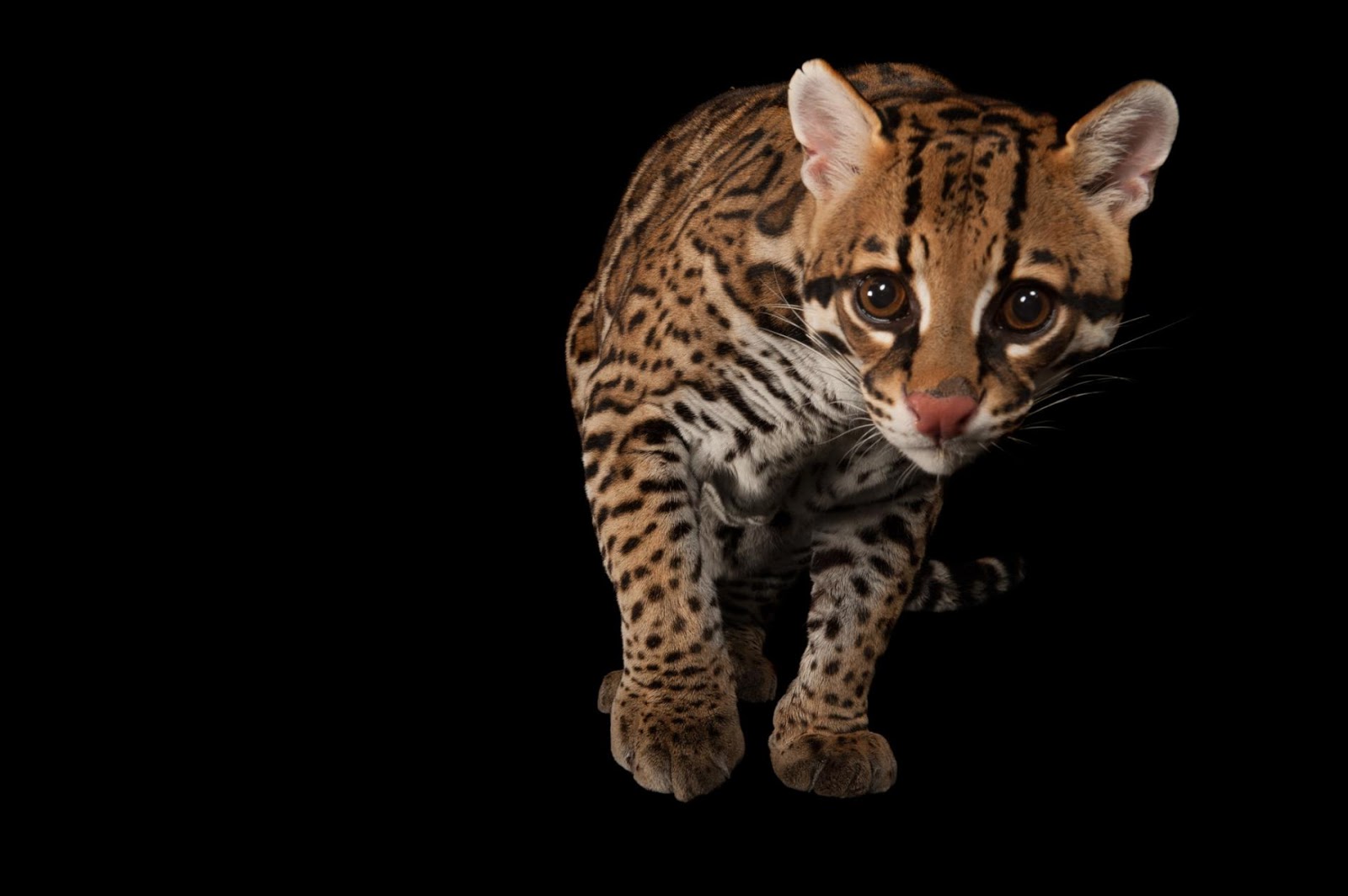 Group 6: The American Ocelot- Aidan James Marvick