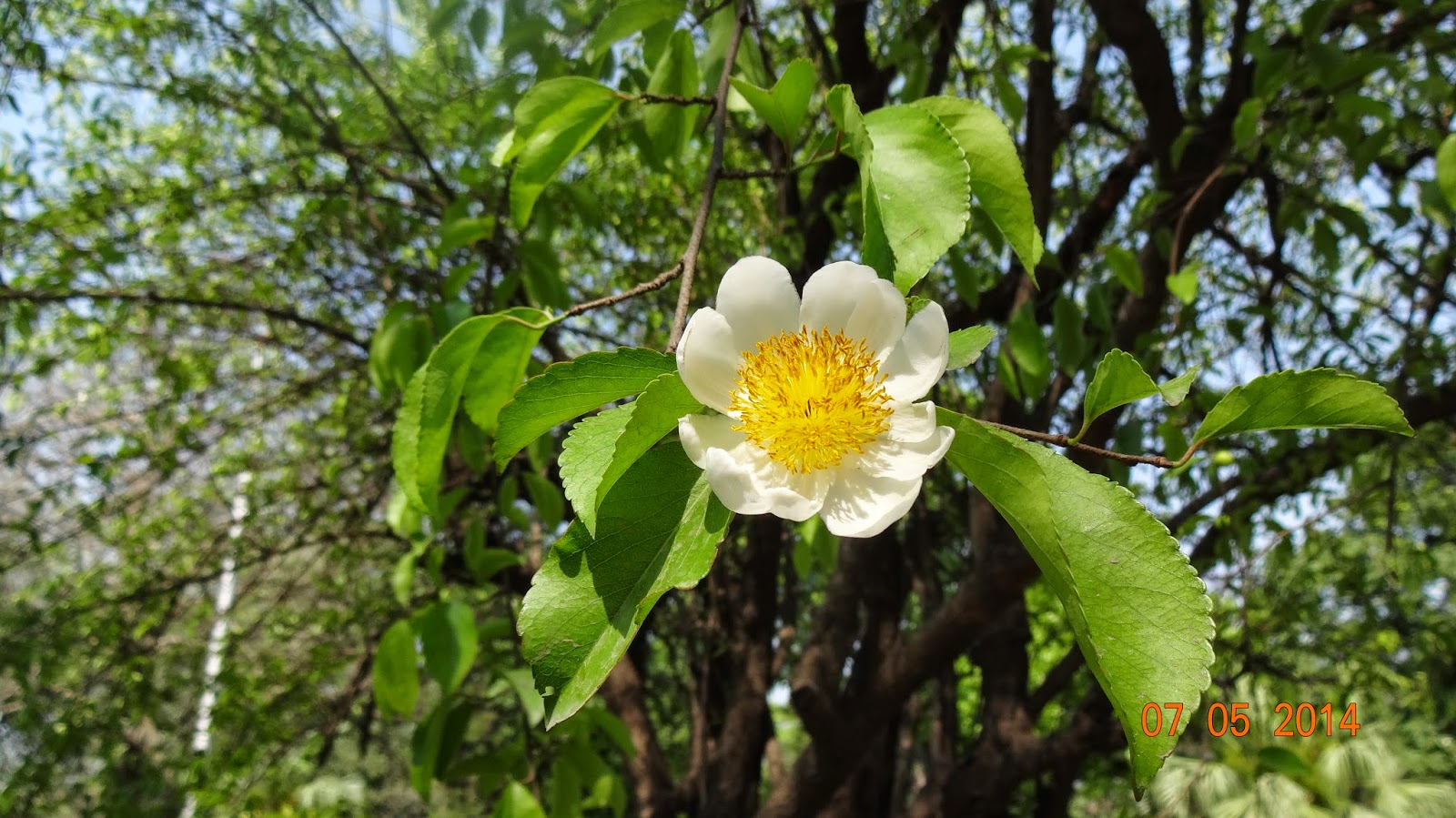 Plants of Lahore - Pakistan: Fried Egg Tree- Tree that offers fried ...