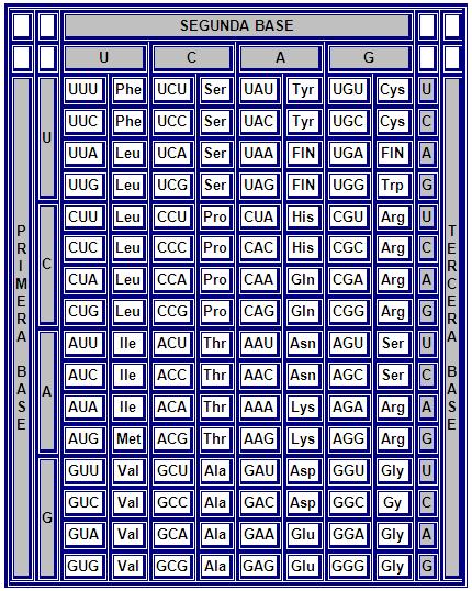 ḼїδβӚϯЧ ᴙ ⱥ ¶ ¶ ¶ ¶: 7.1 EL CÓDIGO GENÉTICO