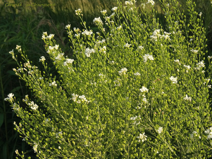 Chwile zaChwycone: Warzęcha, chrzan pospolity