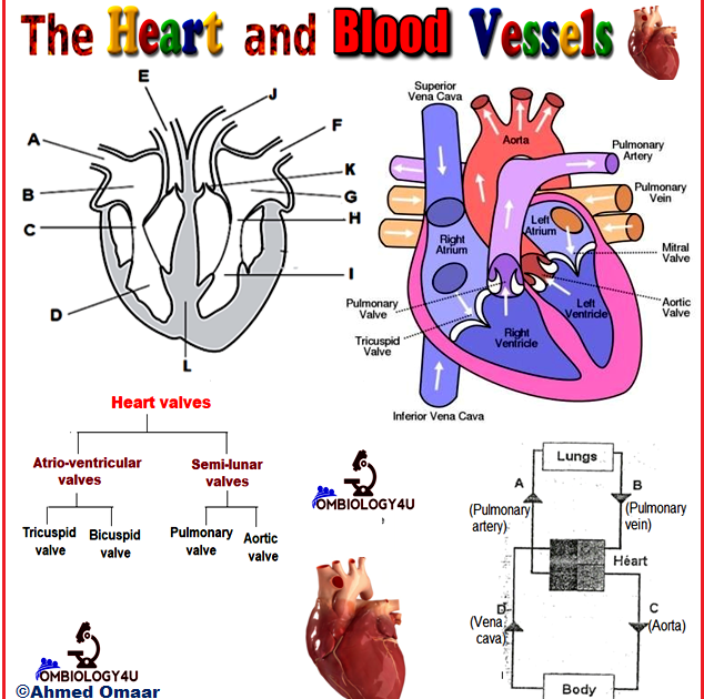 Structure of the Heart and Functions