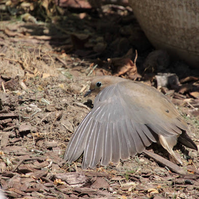 The Backyard Birder: Drought takes a toll on birds