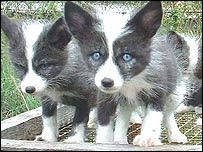 HELLO OUTLAW : belyaev's foxes