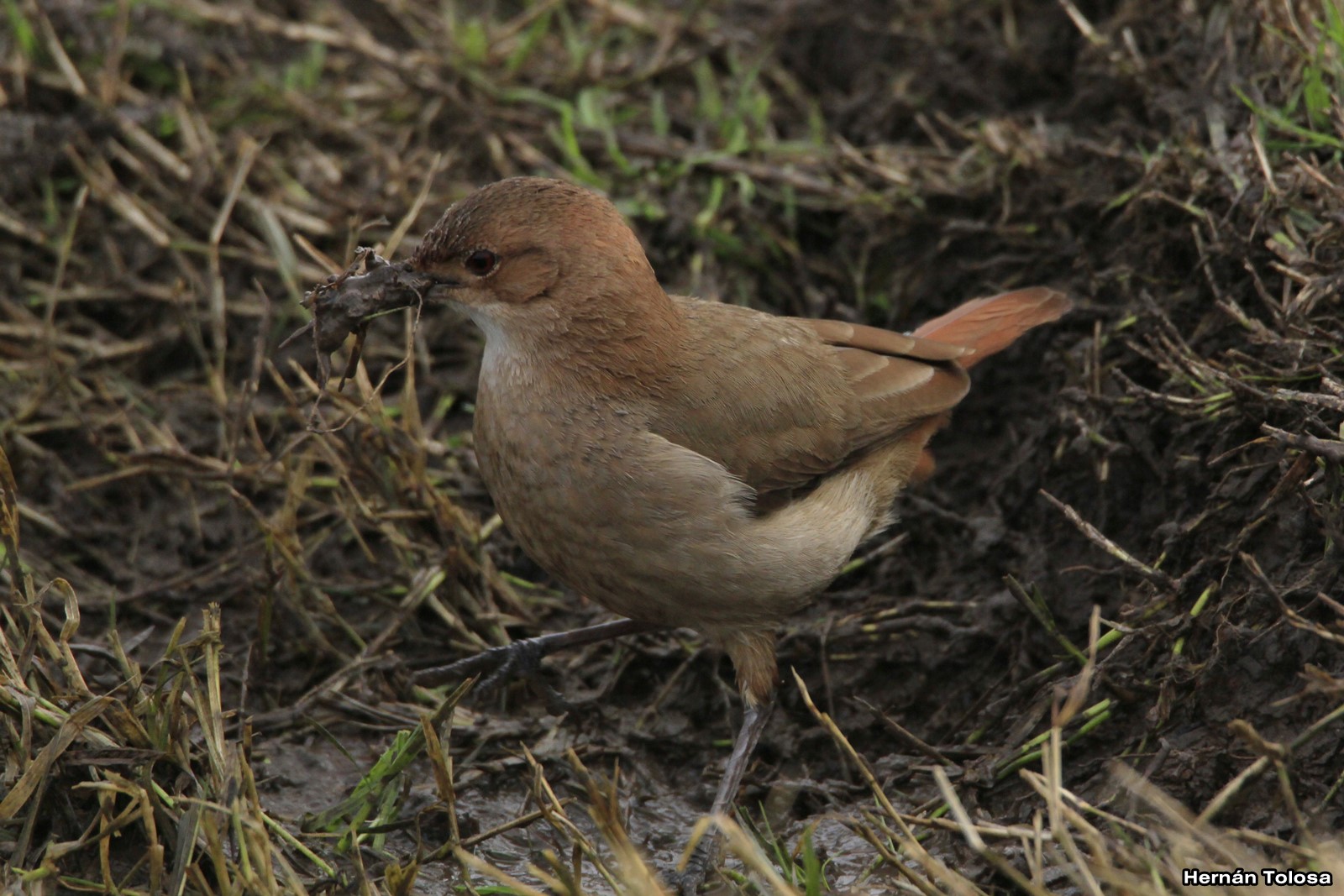 Club de Observadores de Aves de San Miguel del Monte: Censo de ...