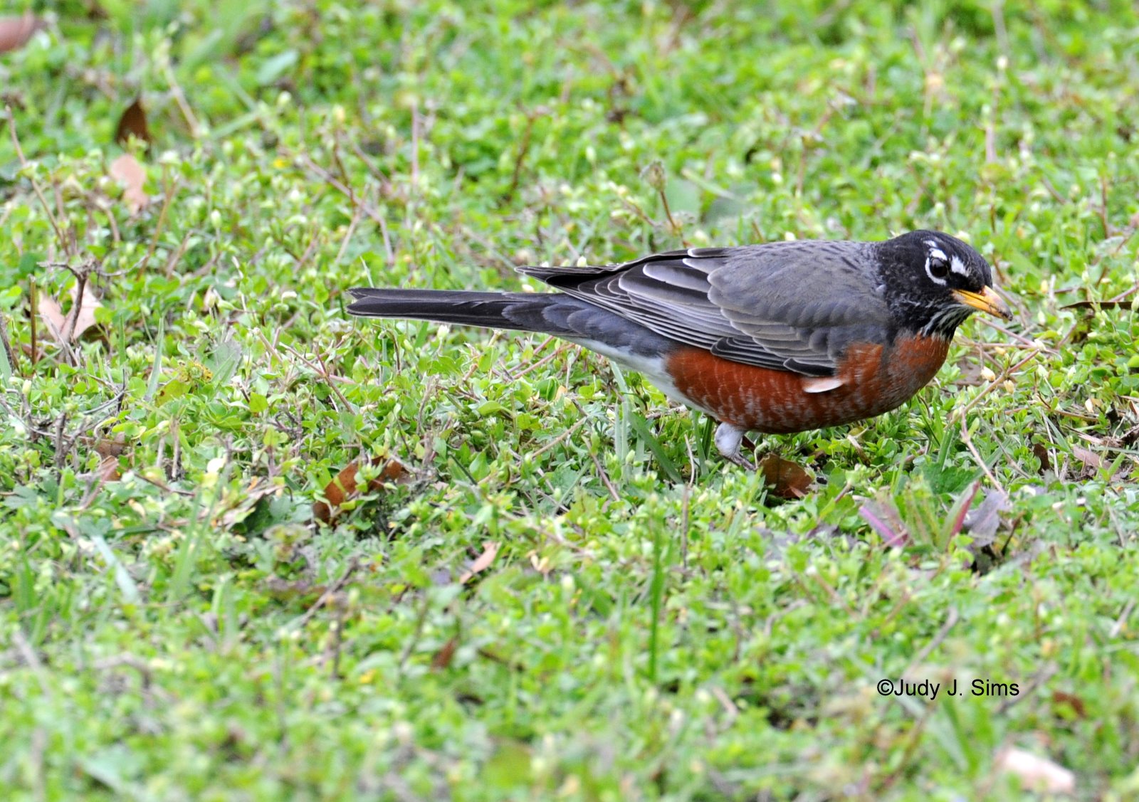 East Texas Birder on The Move: American Robins