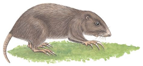 ECOSISTEMAS DE COSTA RICA: ORTHOGEOMYS HETERODUS