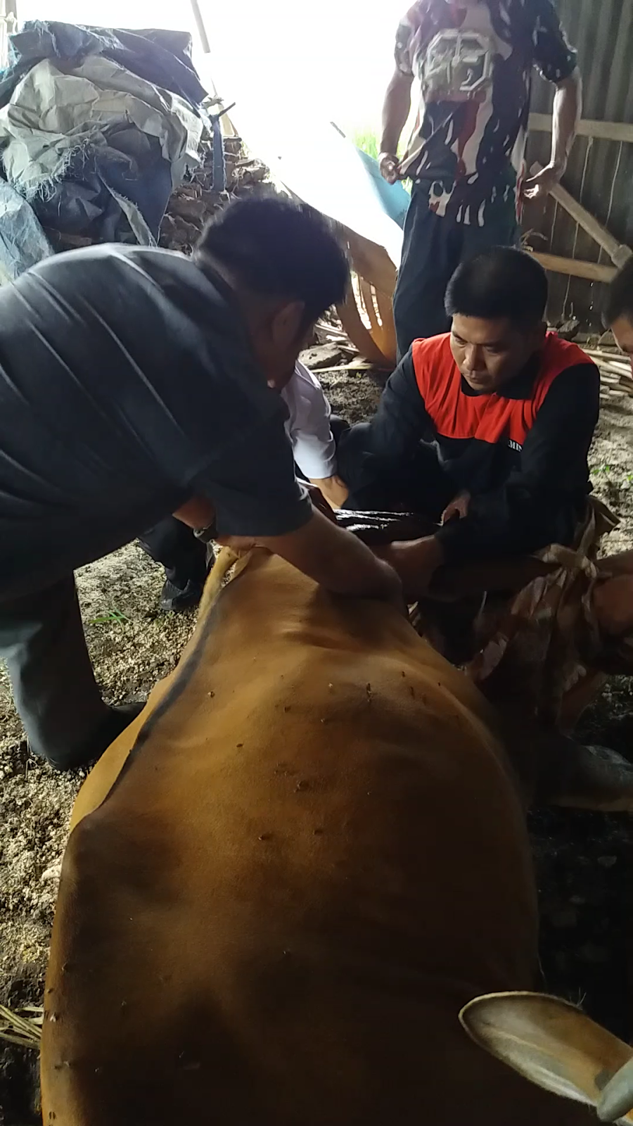 INSPIRASI DAN MOTIFASI: PROSES KELAHIRAN ANAK SAPI