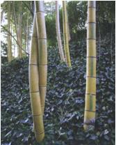 Caule | Tipos de Caule