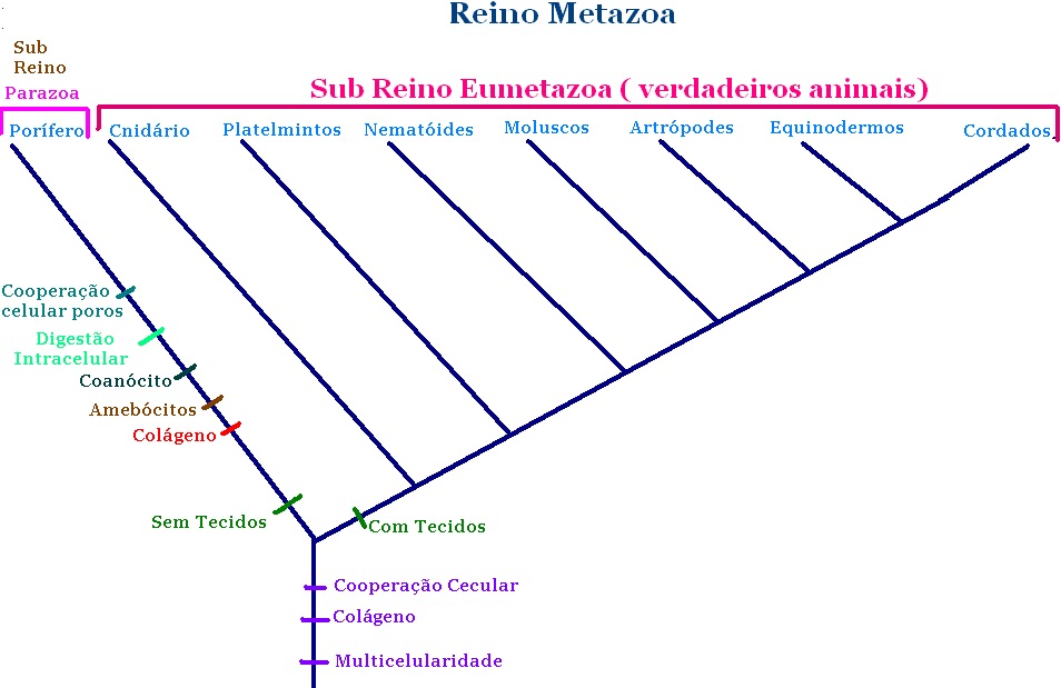 ciencias 7° ano: Reino Metazoa