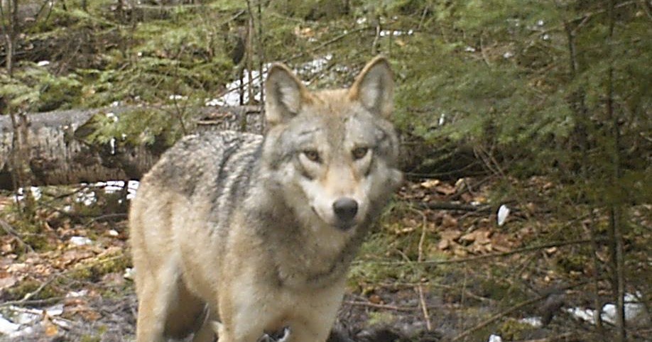 Bow Narrows Camp Blog on Red Lake Ontario: Nice photo of a young timber ...
