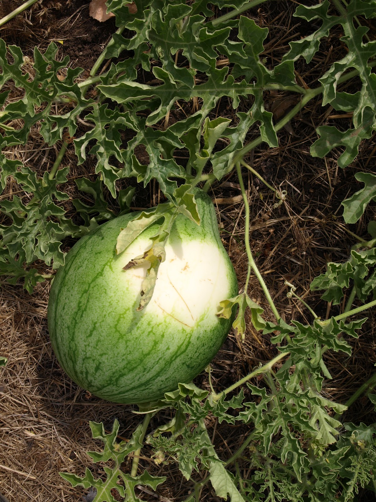 Malmsbury Kitchen Garden: All about Melons