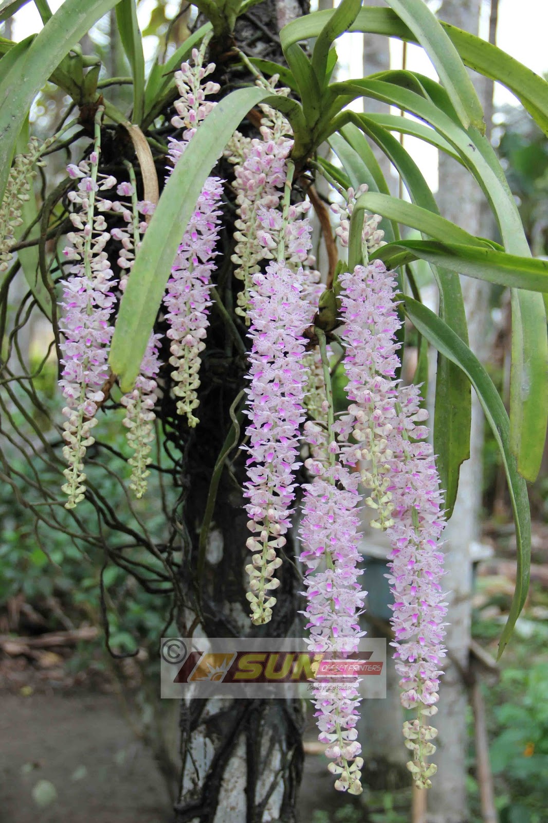 Graphics: Kopou Phool