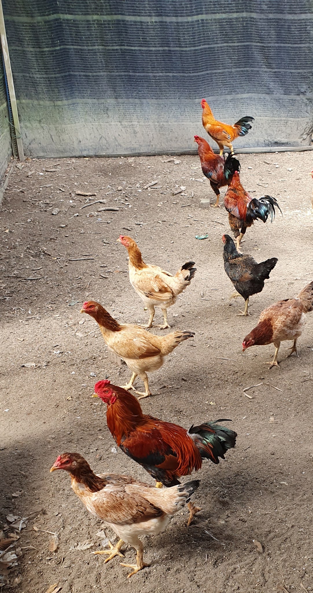 Warisan Petani: Induk Ayam Gajah