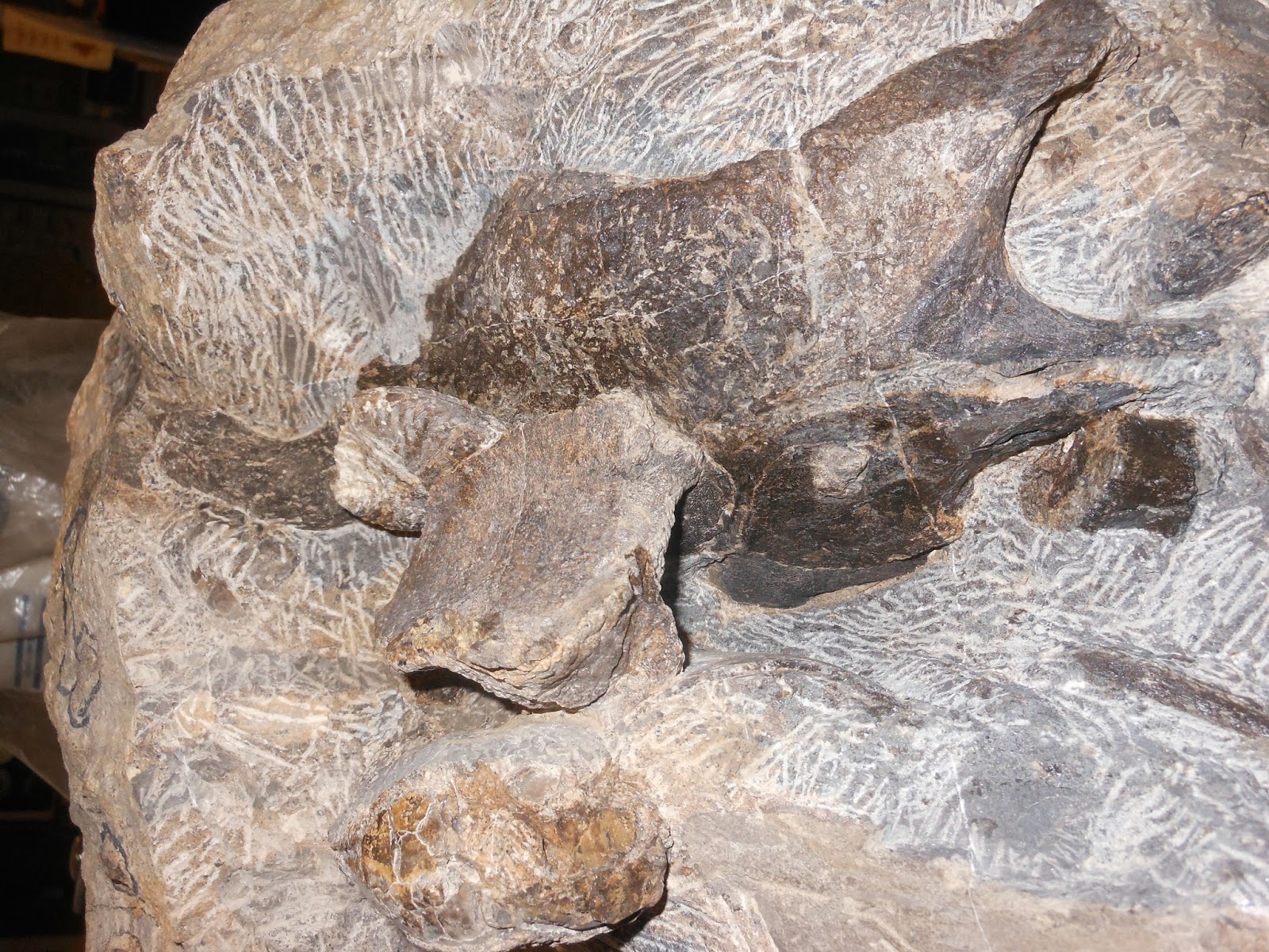 Bernie the Ichthyosaur: Mystery bone gets larger, one strange bone ...