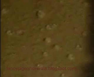 Create And Develop Successful Businesses Through Farm Ideas ...