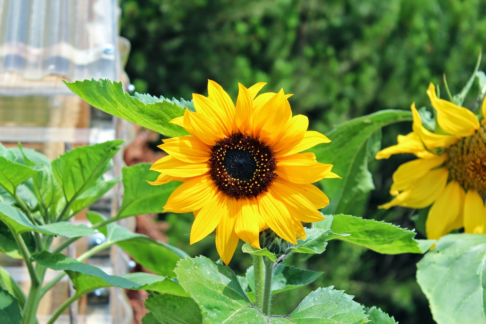 Nurturing A Simple Life: Garden Update for July 7th